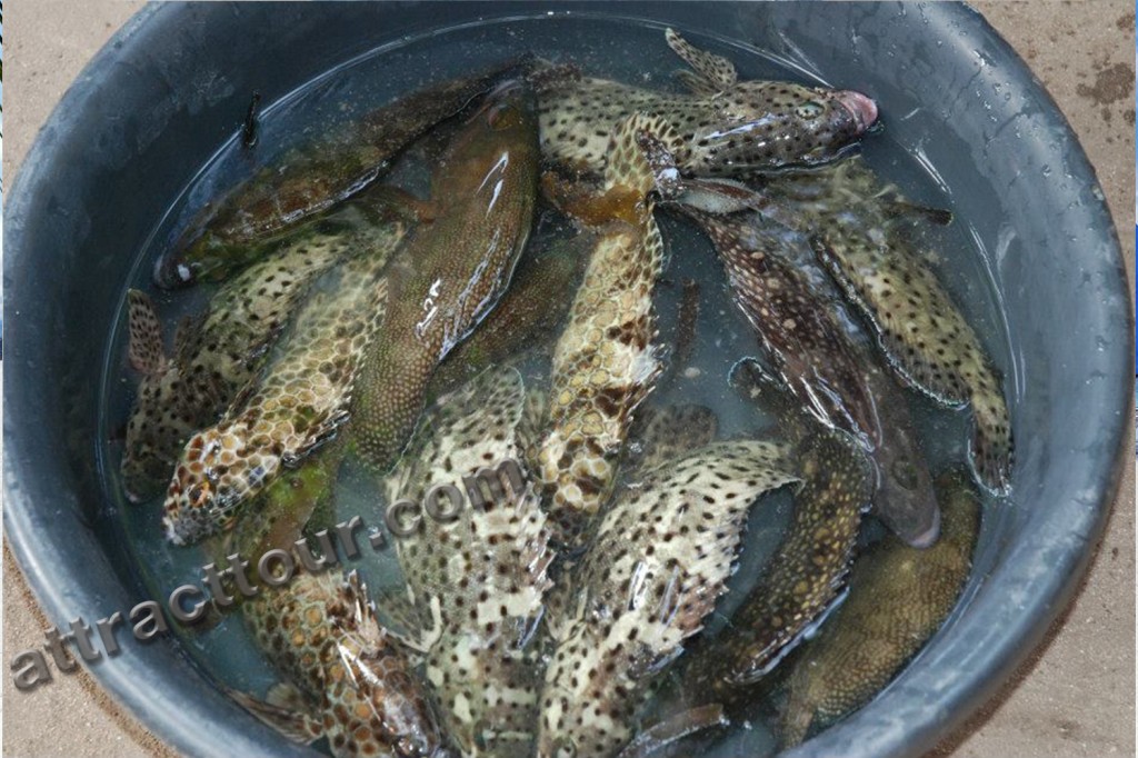 Lapu-lapu Fish: The Best Seafood in Bantayan Island - AttractTour