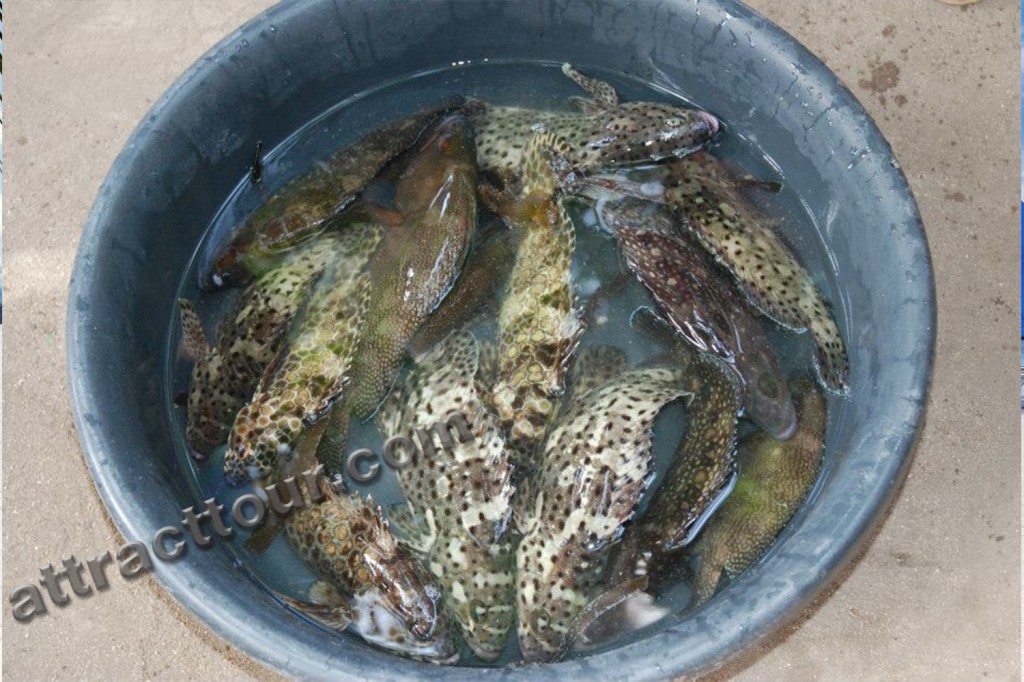 Lapu-lapu Fish: The Best Seafood in Bantayan Island - AttractTour