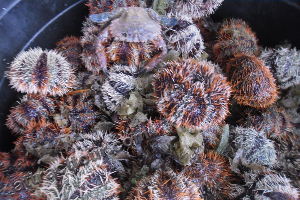 Swaki "Sea Urchin" Bantayan's Best Sea Food - AttractTour