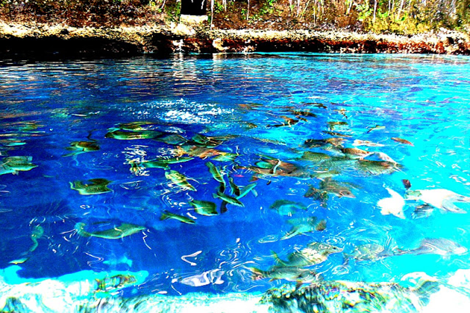 ENCHANTED RIVER: Hinatuan River Surigao del Sur [Photo Gallery ...