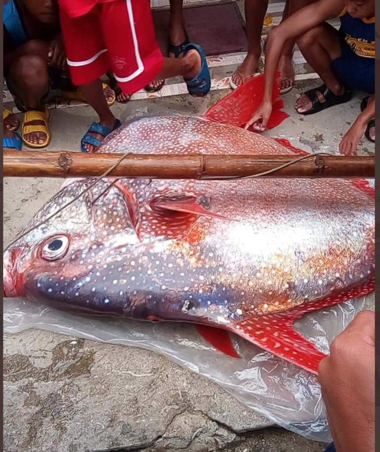 Giant Opah, was caught by fishermen in Oras, Eastern Samar - AttractTour