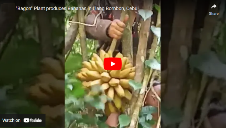 "Bagon Tree" That Produced Strange-Looking Bananas Became Viral in ...