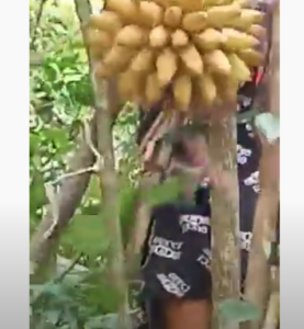 "Bagon Tree" That Produced Strange-Looking Bananas Became Viral in ...