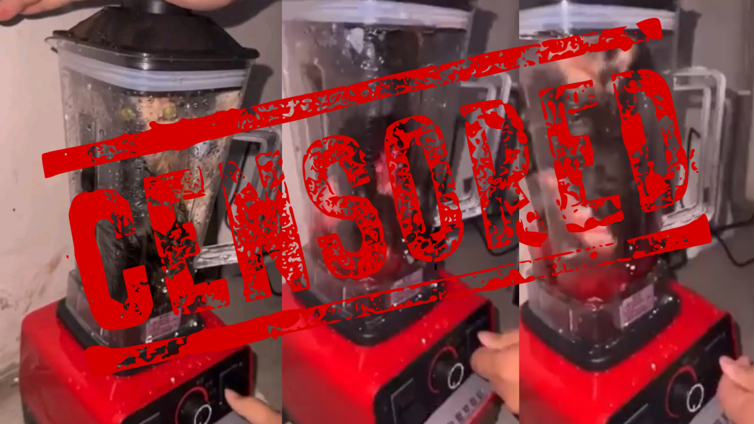 VIRAL: VIDEO FOOTAGE of Abusive Cat Owner Who Puts Cat Inside A Blender ...